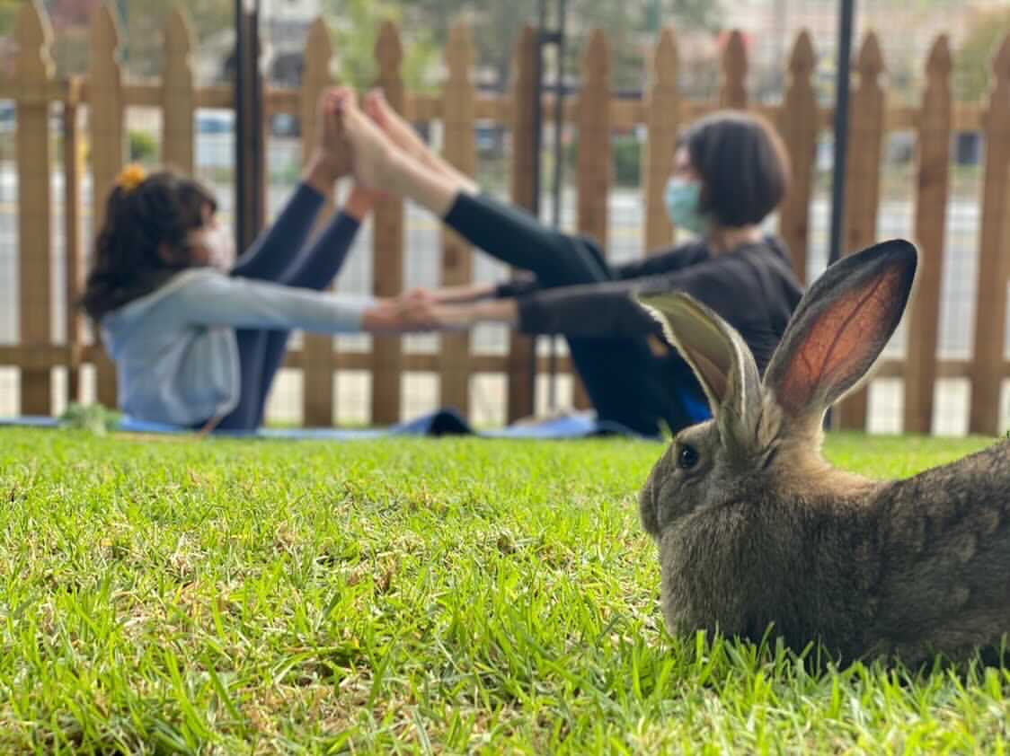 Bunny Yoga - Harmony Family Yoga | Modern Yoga Studio
